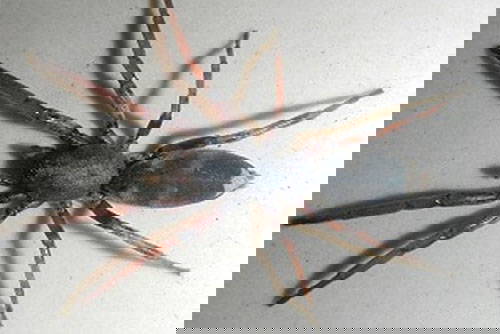 whitetail - Bite and Sting